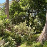 Mount Victoria Track, Victoria, Australia - 287 Reviews, Map | AllTrails