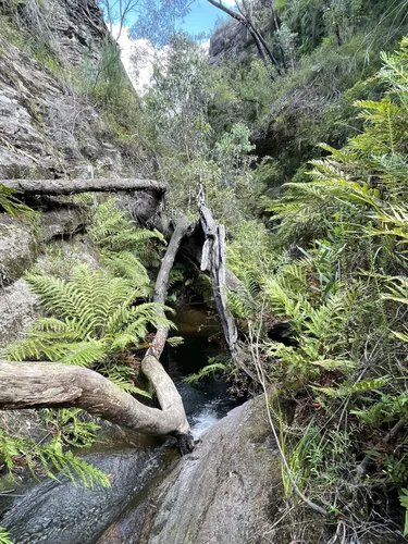 10 Best Hikes and Trails in Wollemi National Park | AllTrails