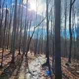 Chestnut Ridge Heritage Preserve Trail, South Carolina - 1,480 Reviews ...
