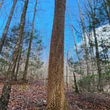 Chestnut Ridge Heritage Preserve Trail, South Carolina - 1,480 Reviews ...