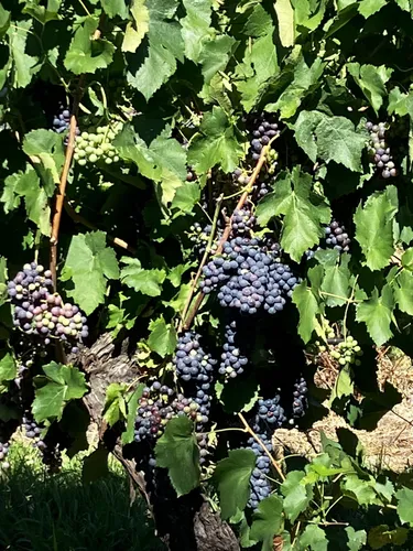 Best Hikes and Trails in Moyhu | AllTrails