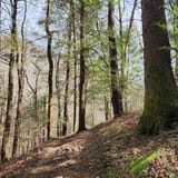 Chestnut Ridge Heritage Preserve Trail, South Carolina - 1,480 Reviews ...