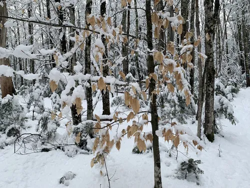 Best Hikes and Trails in Rines Forest | AllTrails