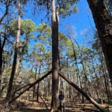 Ratcliff Lake Trail, Texas - 242 Reviews, Map | AllTrails