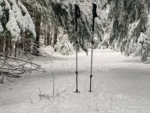 Best Hikes and Trails in Rines Forest | AllTrails