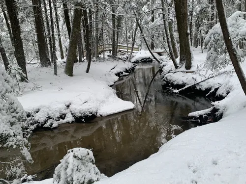 Best Hikes and Trails in Rines Forest | AllTrails