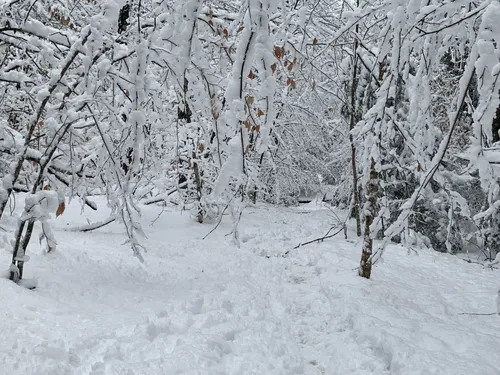 Best Hikes and Trails in Rines Forest | AllTrails