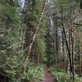 Mima Falls Loop, Washington - 1,410 Reviews, Map | AllTrails