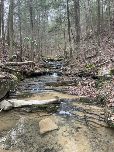 Best Off Road Driving Trails in Prentice Cooper State Forest | AllTrails