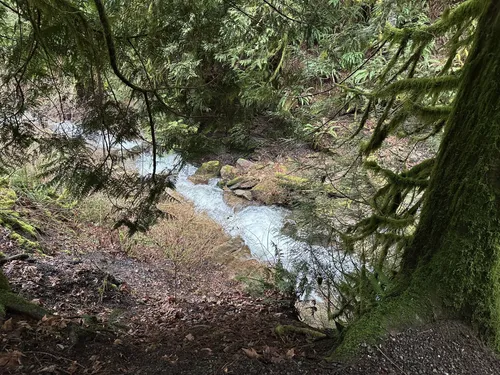 Best River Trails in Tiger Mountain State Forest | AllTrails