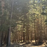 Bottle Lake Forest Blue Track, Canterbury, New Zealand - 238 Reviews ...