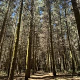 Bottle Lake Forest Blue Track, Canterbury, New Zealand - 238 Reviews ...