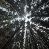 Bottle Lake Forest Blue Track, Canterbury, New Zealand - 238 Reviews ...
