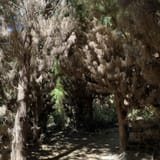 Bottle Lake Forest Blue Track, Canterbury, New Zealand - 238 Reviews ...
