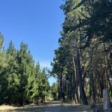 Bottle Lake Forest Blue Track, Canterbury, New Zealand - 238 Reviews ...