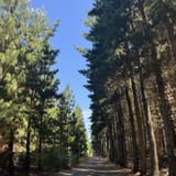 Bottle Lake Forest Blue Track, Canterbury, New Zealand - 238 Reviews ...