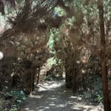 Bottle Lake Forest Blue Track, Canterbury, New Zealand - 238 Reviews ...