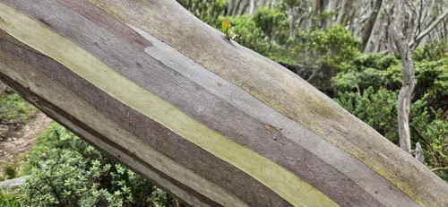 Best Hikes and Trails in Baw Baw Plateau Remote and Natural Area ...