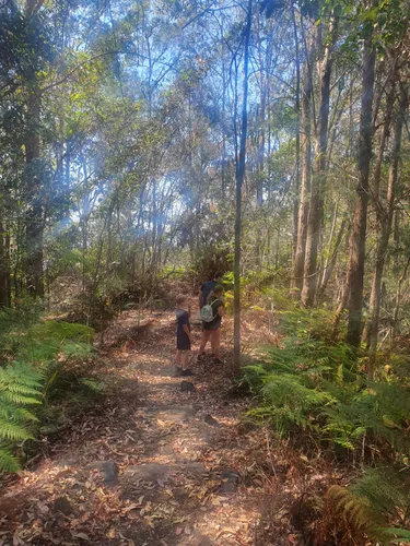 Best Walking Trails in Lower Beechmont Conservation Area | AllTrails