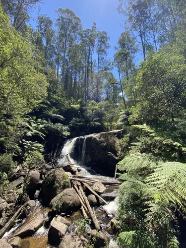 Best Hikes and Trails in Noojee | AllTrails