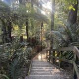 Puhinui Stream Forest Trail, Auckland, New Zealand - 551 Reviews, Map ...