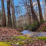 Chestnut Ridge Heritage Preserve Trail, South Carolina - 1,484 Reviews ...
