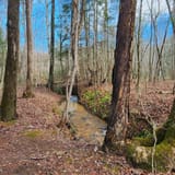 Chestnut Ridge Heritage Preserve Trail, South Carolina - 1,484 Reviews ...