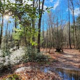 Chestnut Ridge Heritage Preserve Trail, South Carolina - 1,484 Reviews ...