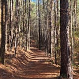 Chestnut Ridge Heritage Preserve Trail, South Carolina - 1,484 Reviews ...