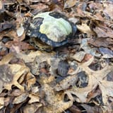 Pyramid State Park Loop Trail, Illinois - 235 Reviews, Map | AllTrails