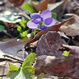 Moon Seed Loop, Louisiana - 381 Reviews, Map | AllTrails