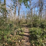 Moon Seed Loop, Louisiana - 381 Reviews, Map | AllTrails