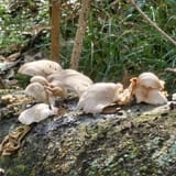 Moon Seed Loop, Louisiana - 381 Reviews, Map | AllTrails