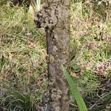 Moon Seed Loop, Louisiana - 389 Reviews, Map | AllTrails