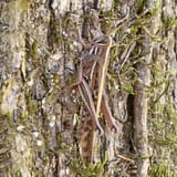 Moon Seed Loop, Louisiana - 381 Reviews, Map | AllTrails