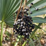 Moon Seed Loop, Louisiana - 360 Reviews, Map | AllTrails