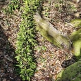 Moon Seed Loop, Louisiana - 381 Reviews, Map | AllTrails