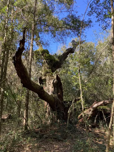 Best Hikes and Trails in Ross Prairie State Forest | AllTrails