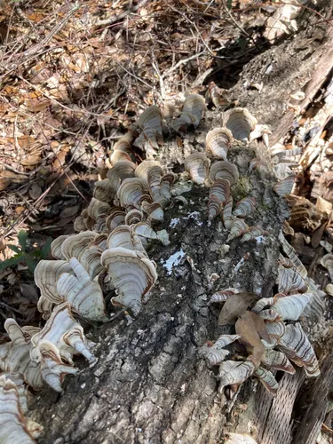 Best Hikes and Trails in Ross Prairie State Forest | AllTrails