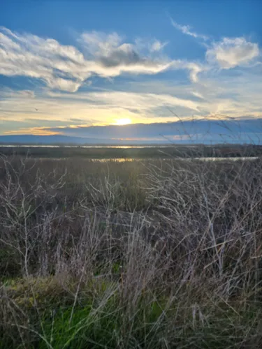 Best Hikes and Trails in Alviso Marina County Park | AllTrails