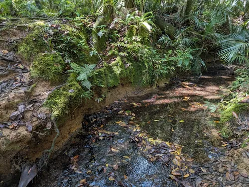 Best Hikes and Trails in Pukenui Conservation Area | AllTrails