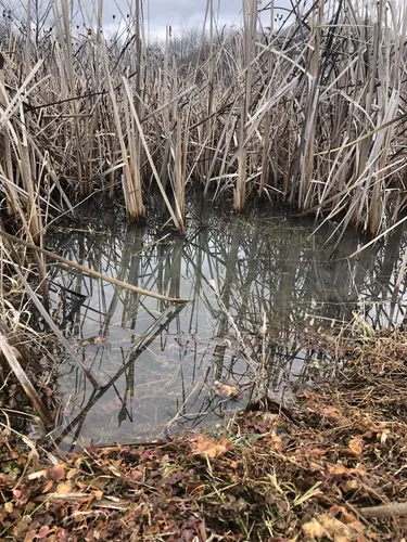 Best Hikes and Trails in Green Bottom Wildlife Management Area | AllTrails