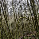 Big Tree Ridge Trail: Short Version, Washington - 295 Reviews, Map ...