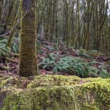 Big Tree Ridge Trail: Short Version, Washington - 295 Reviews, Map ...