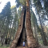 Boole Tree Loop, California - 194 Reviews, Map | AllTrails