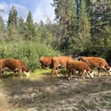 Boole Tree Loop, California - 194 Reviews, Map | AllTrails