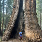 Boole Tree Loop, California - 194 Reviews, Map | AllTrails