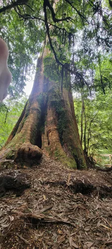 Best Forest Trails in Ada | AllTrails