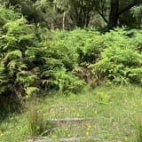 Coranderrk and Lyrebyrd Tracks, Victoria, Australia - 52 Reviews, Map ...