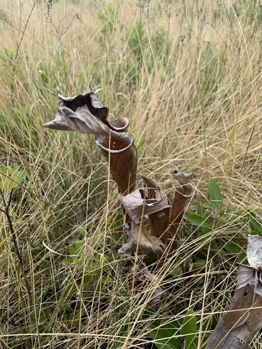 Best Hikes and Trails in Green Swamp Preserve | AllTrails